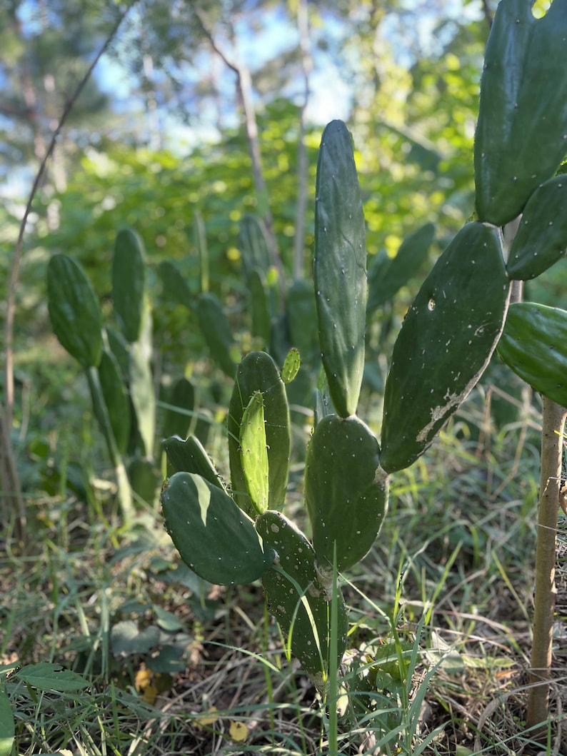 Spineless Thornless Edible Nopales Prickly Pear Cactus Pads - Etsy