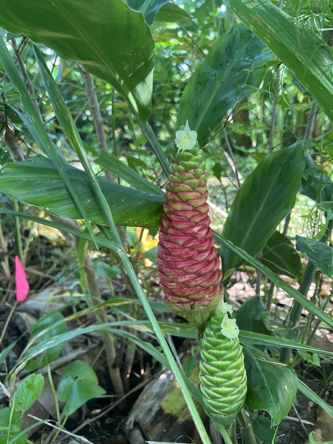 Shampoo Ginger Rhizomes, Awapuhi Root, Zingiber Zerumbet - Etsy