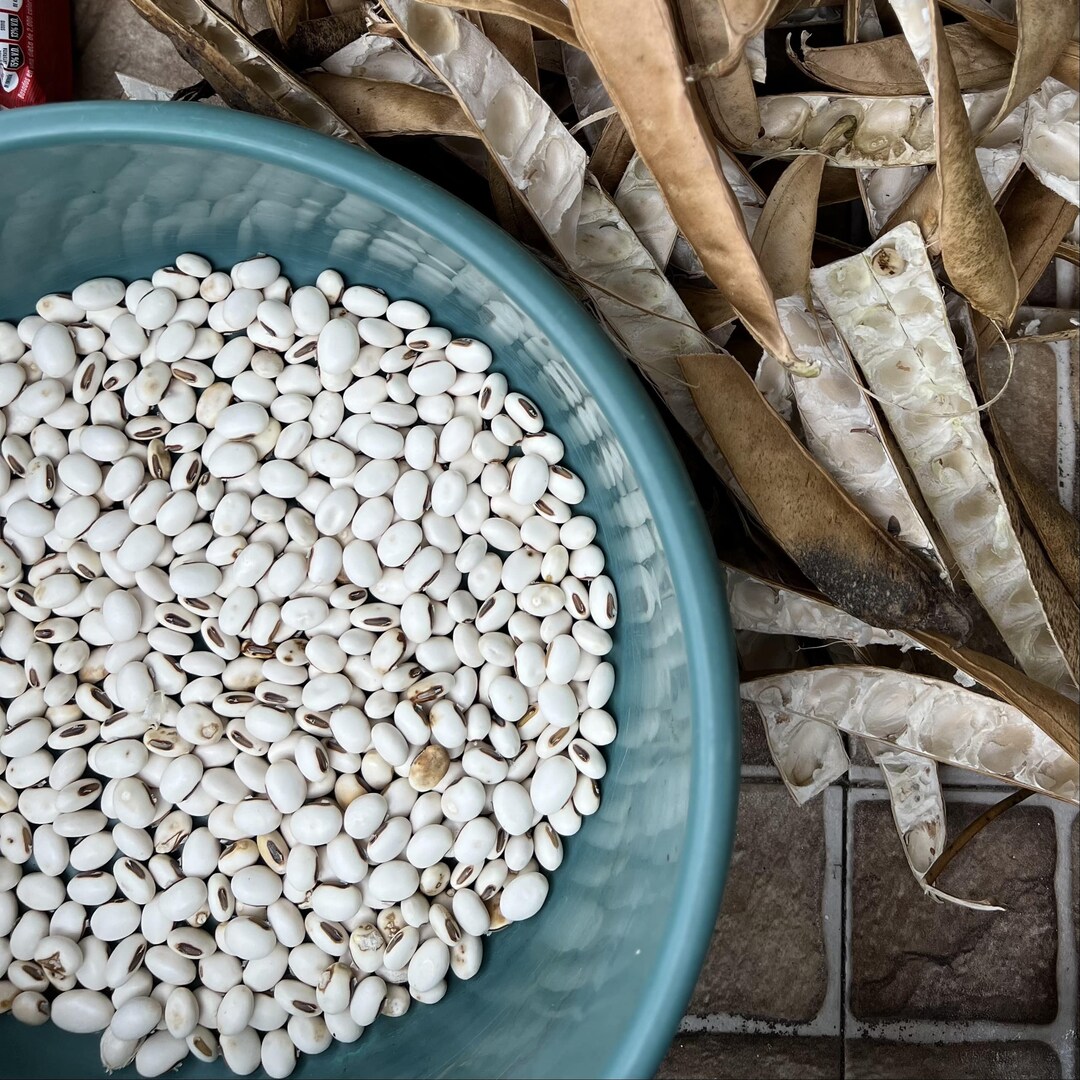 Jack Bean Seeds Nitrogen Fixing Food Forest Companion Plant - Etsy