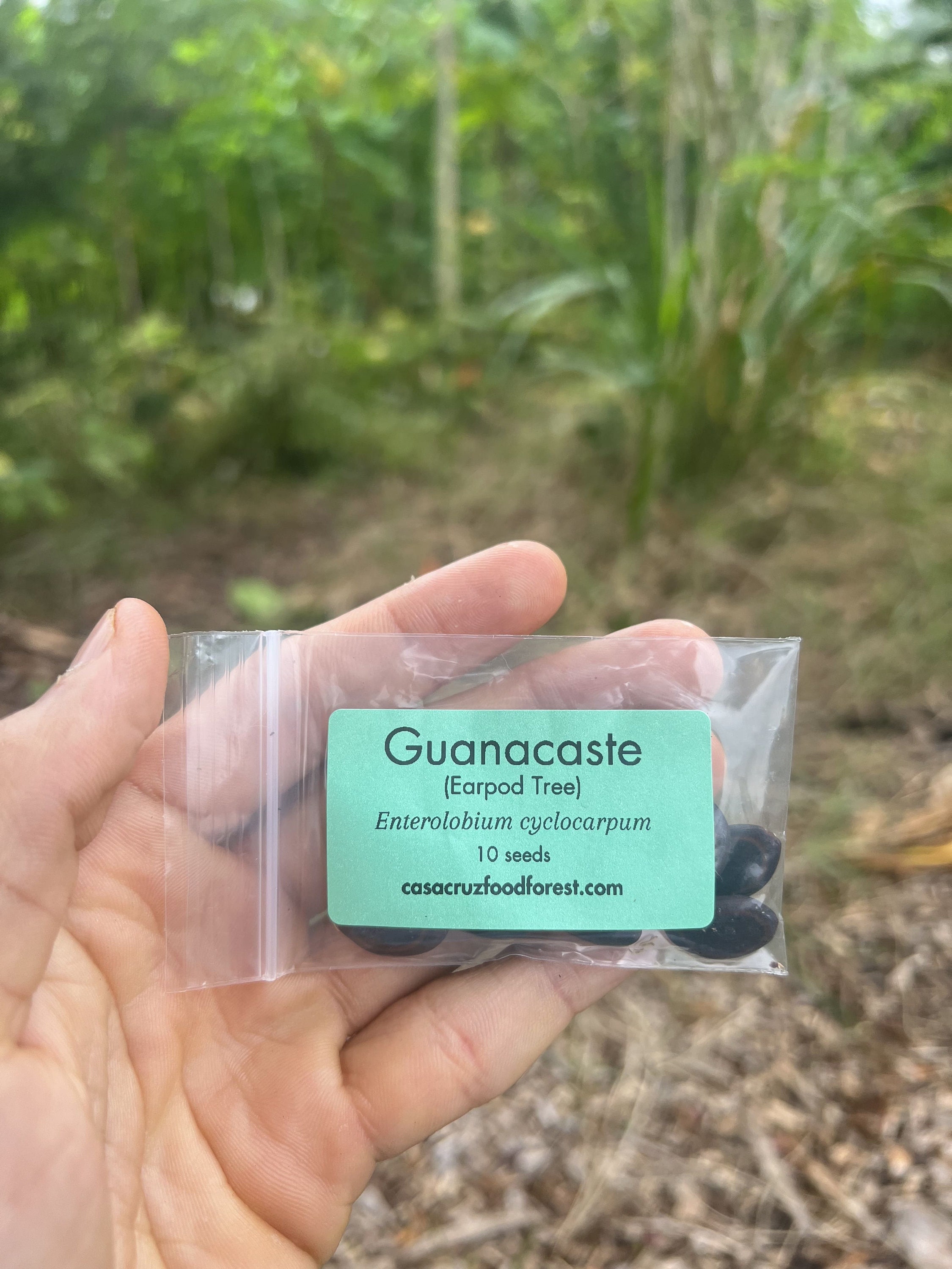 Guanacaste Seeds Monkey Pod Tree 10 Seeds Enterolobium Cyclocarpum - Etsy