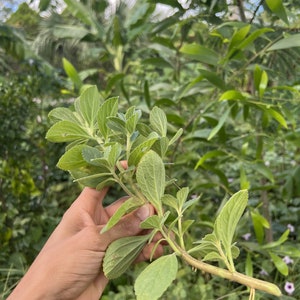 BOLDO Plant Cuttings Panadol Plant Cuttings Resilient Medicinal Herb ...