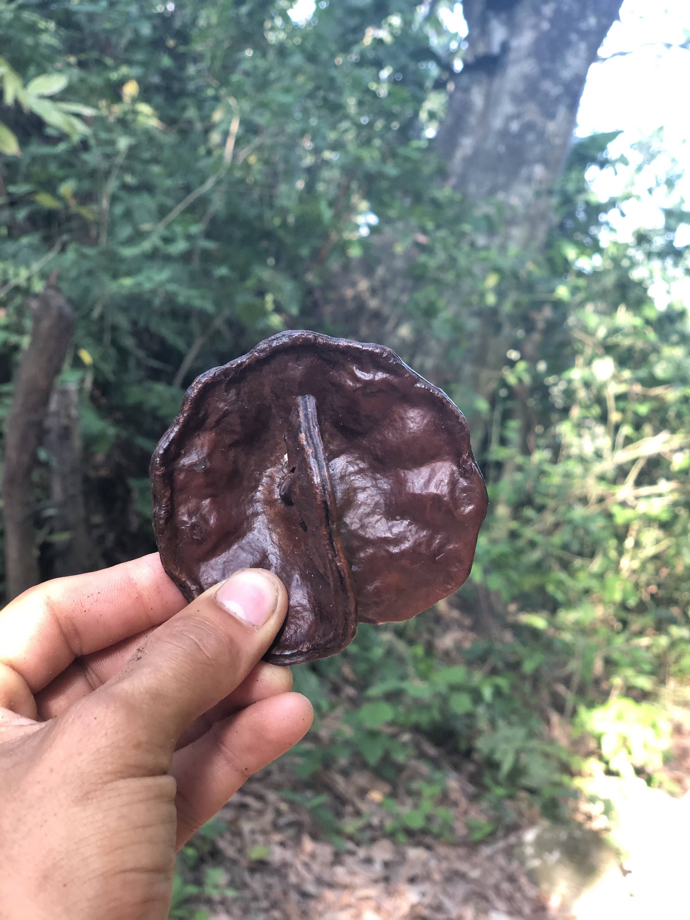 Guanacaste Seeds Monkey Pod Tree 10 Seeds Enterolobium Cyclocarpum - Etsy