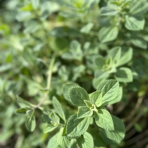 BOLDO Plant Cuttings Panadol Plant Cuttings Resilient Medicinal Herb ...
