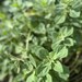 BOLDO Plant Cuttings Panadol Plant Cuttings Resilient Medicinal Herb ...