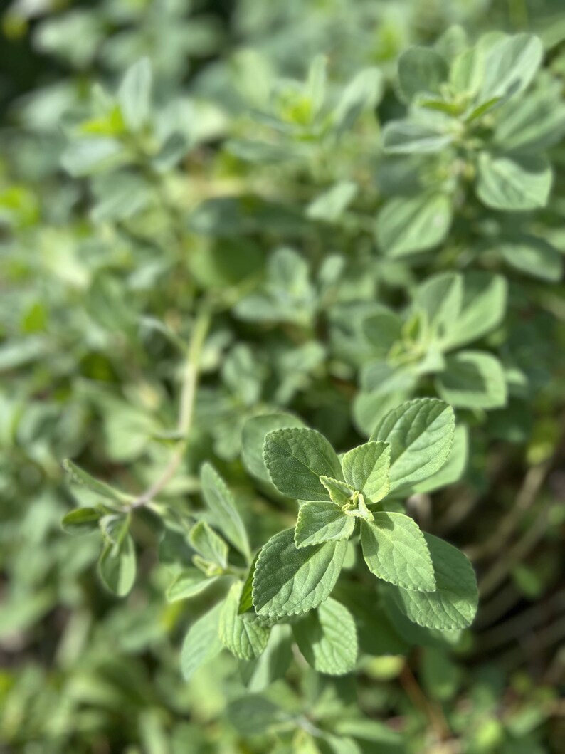 BOLDO Plant Cuttings Panadol Plant Cuttings Resilient Medicinal Herb ...