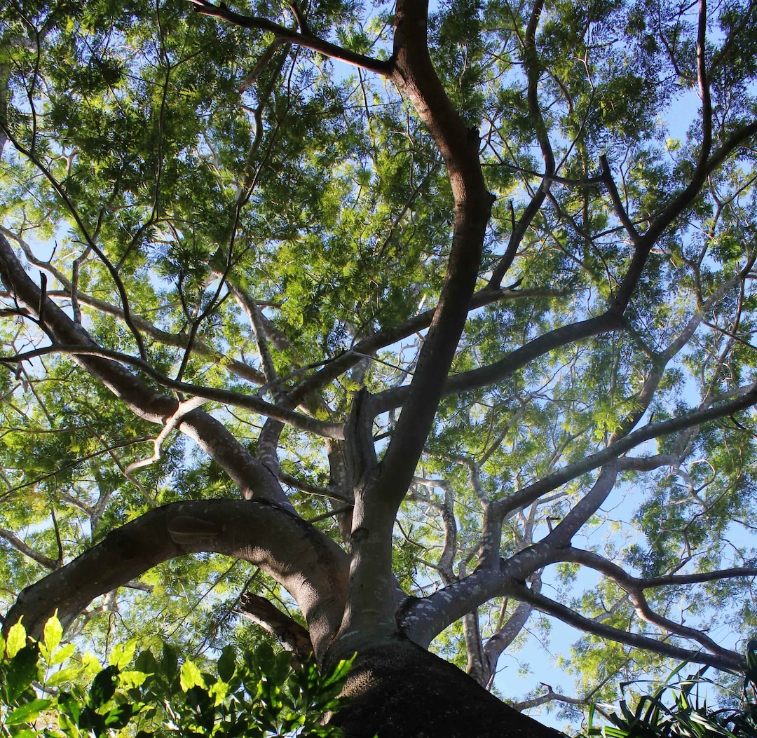 Guanacaste Seeds Monkey Pod Tree 10 Seeds Enterolobium Cyclocarpum - Etsy