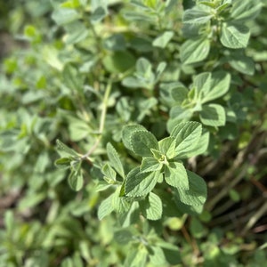 BOLDO Plant Cuttings Panadol Plant Cuttings Resilient Medicinal Herb ...