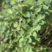 BOLDO Plant Cuttings Panadol Plant Cuttings Resilient Medicinal Herb ...