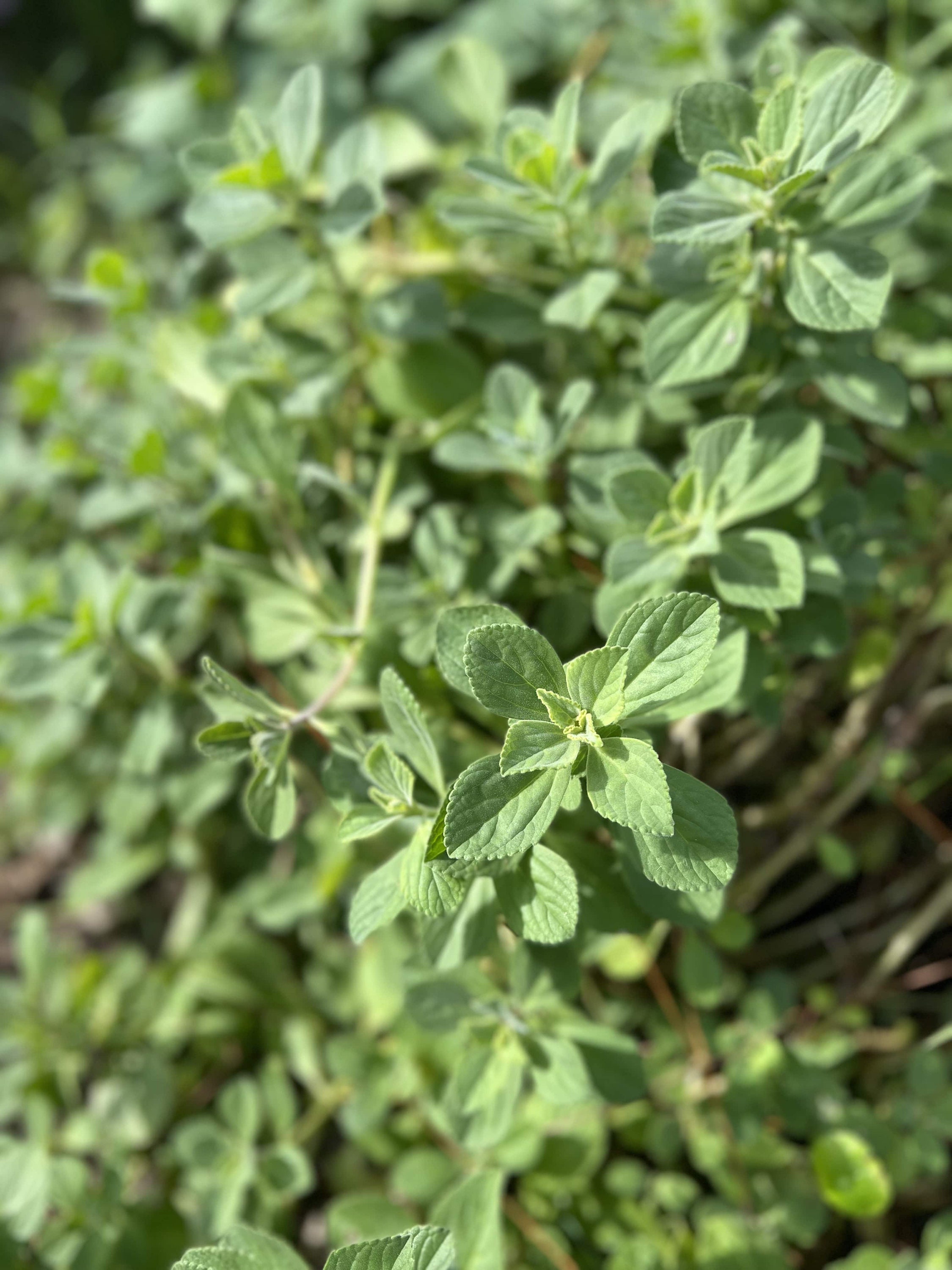 BOLDO Plant Cuttings Panadol Plant Cuttings Resilient Medicinal Herb ...
