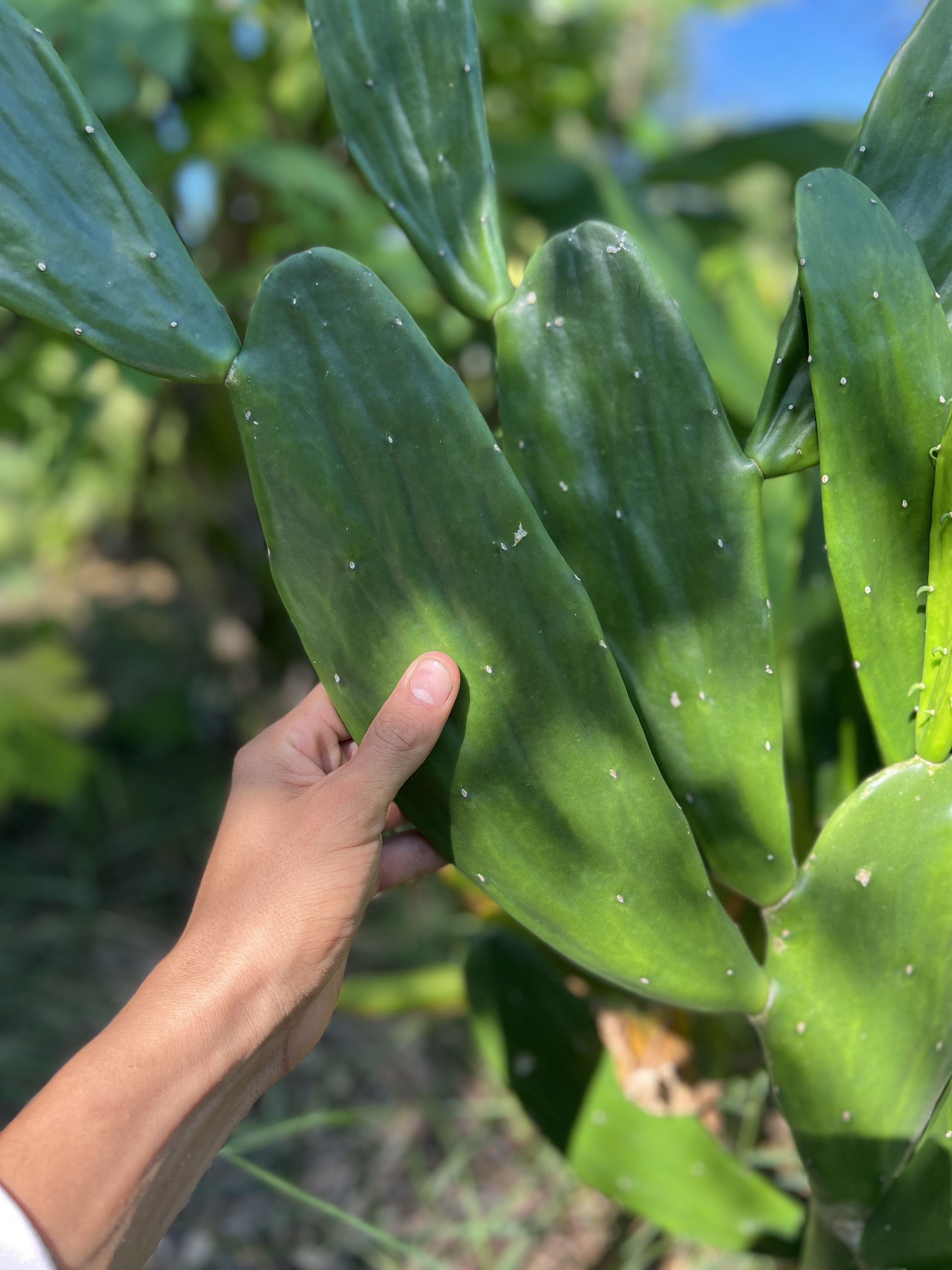 Spineless Thornless Edible Nopales Prickly Pear Cactus Pads - Etsy