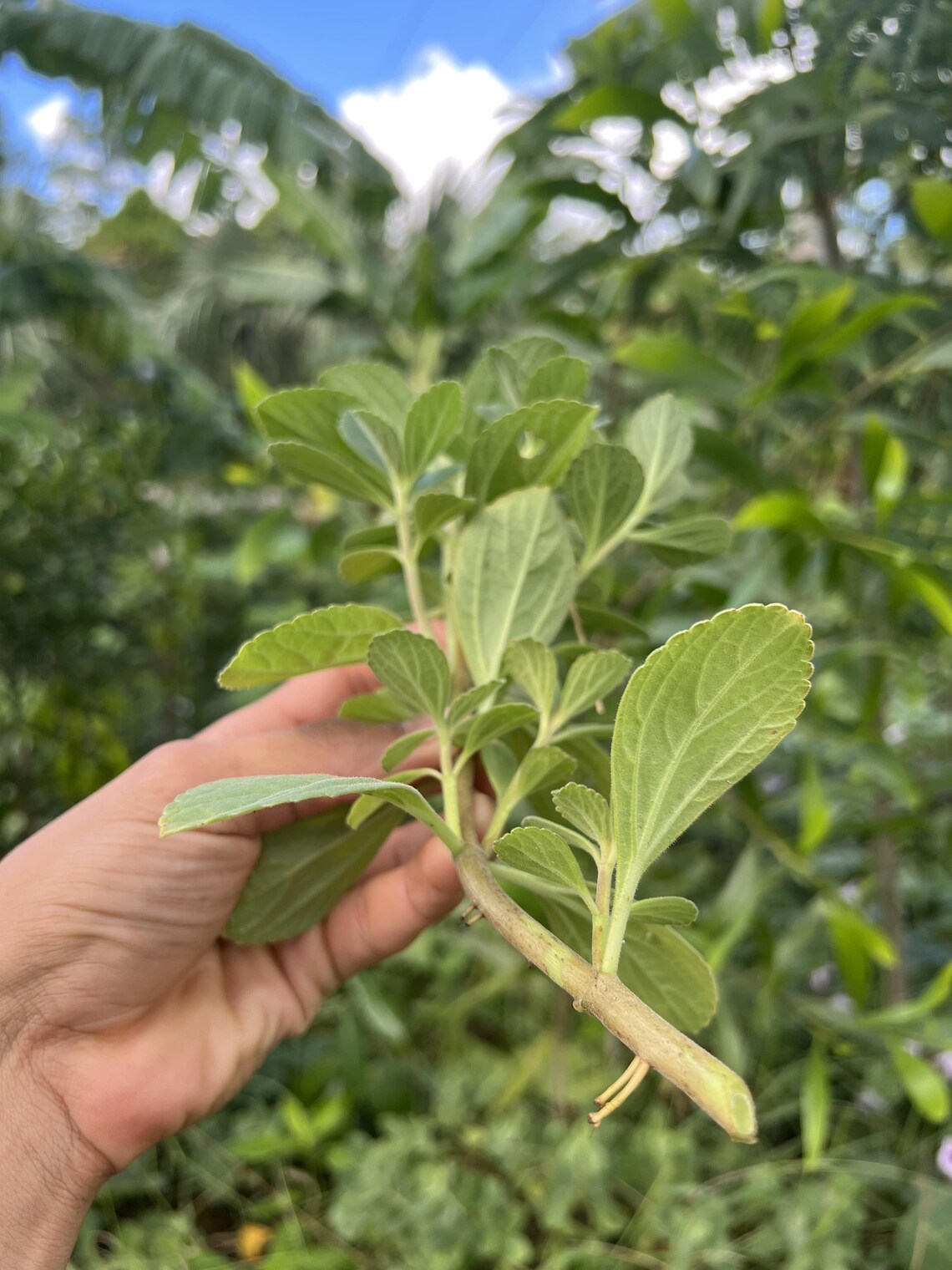 BOLDO Plant Cuttings Panadol Plant Cuttings Resilient Medicinal Herb ...