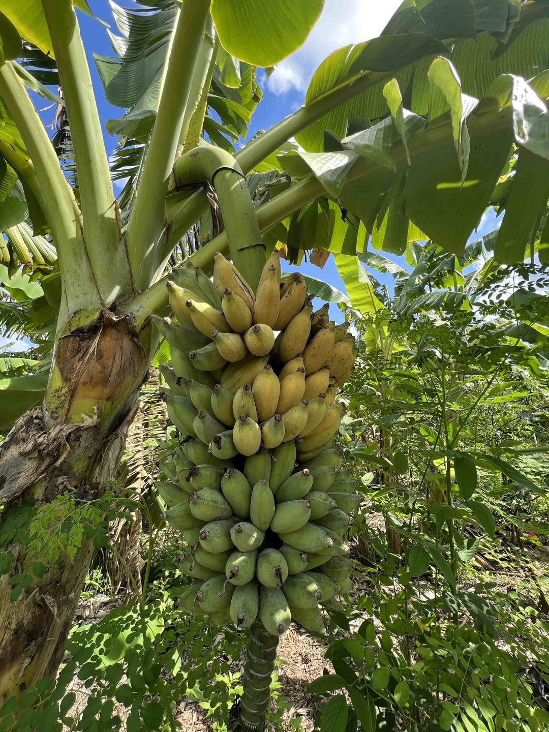 Dwarf Namwah Banana Pups, Live Corms, Florida Adapted Banana, Pisang ...