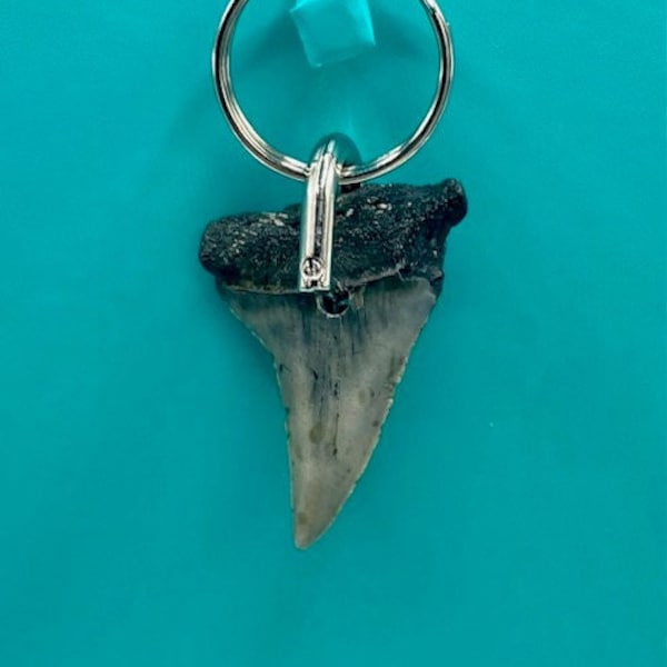 Shark Tooth Keychain - Etsy