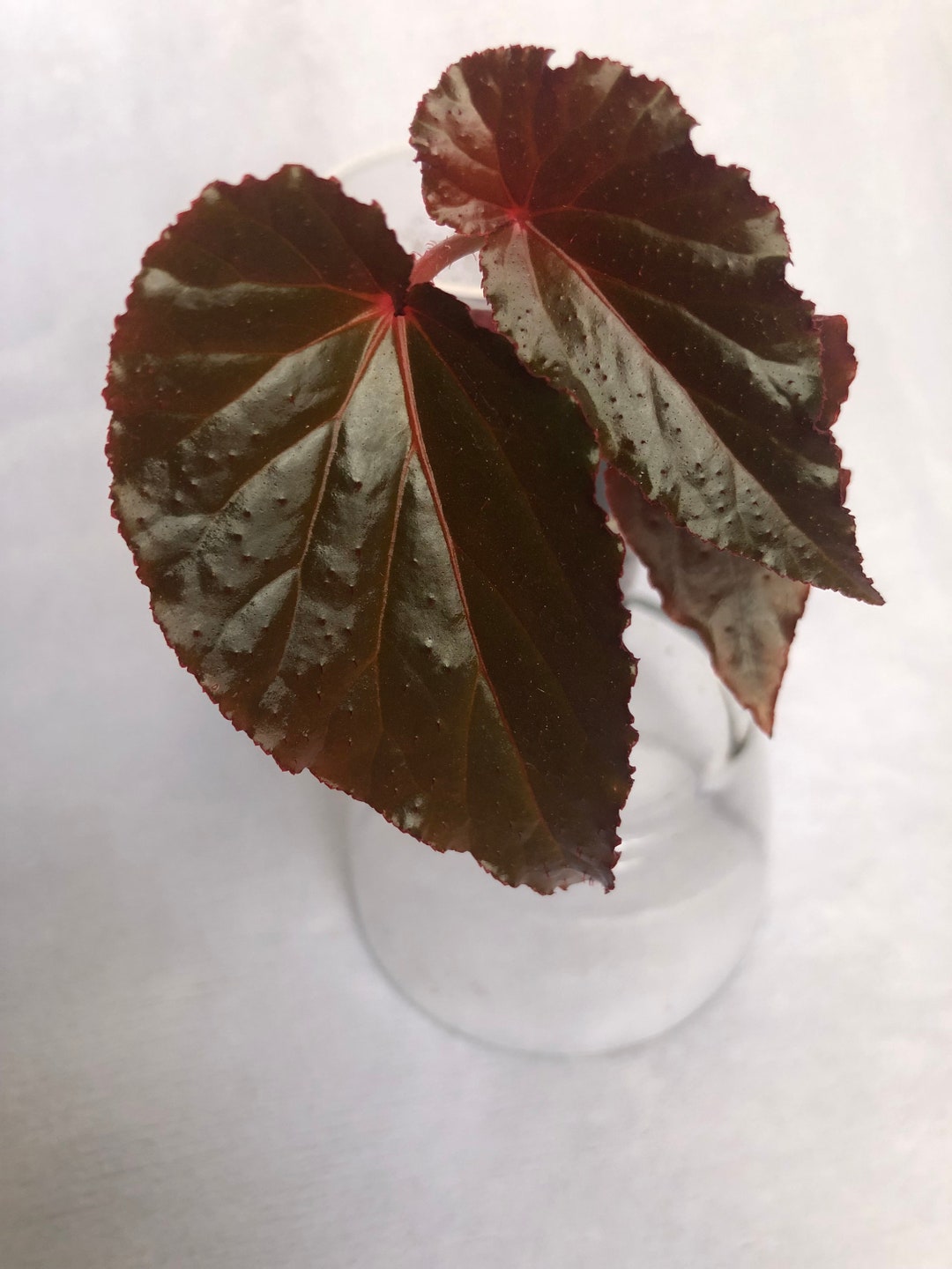 Cane Begonia Angel Wing Begonia Linda Dawn Begonia Goth Plant Statement ...