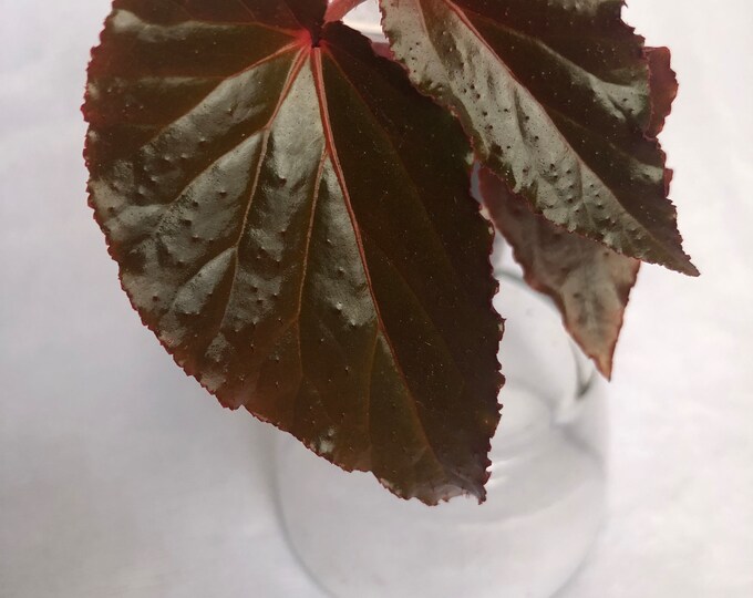 Cane Begonia Angel Wing Begonia Linda Dawn Begonia Goth Plant Statement ...