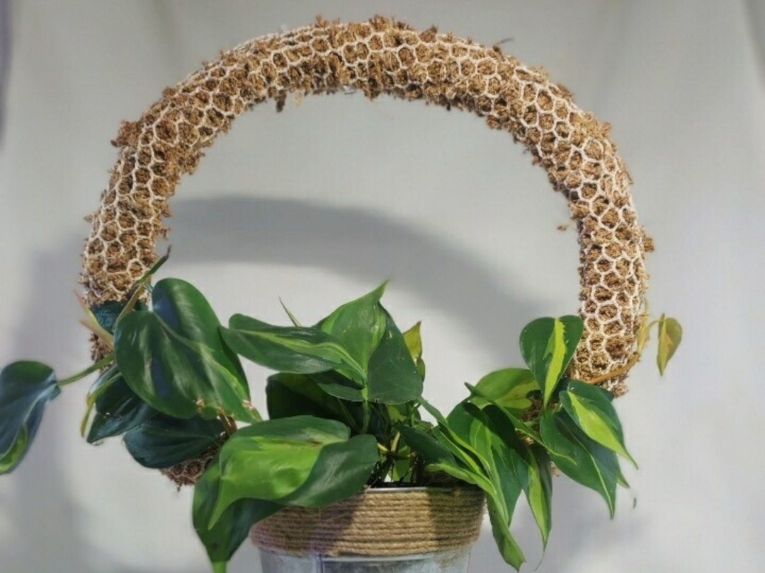 Moss Pole Alternative Circular Moss Pole Different Moss Pole Make Any ...