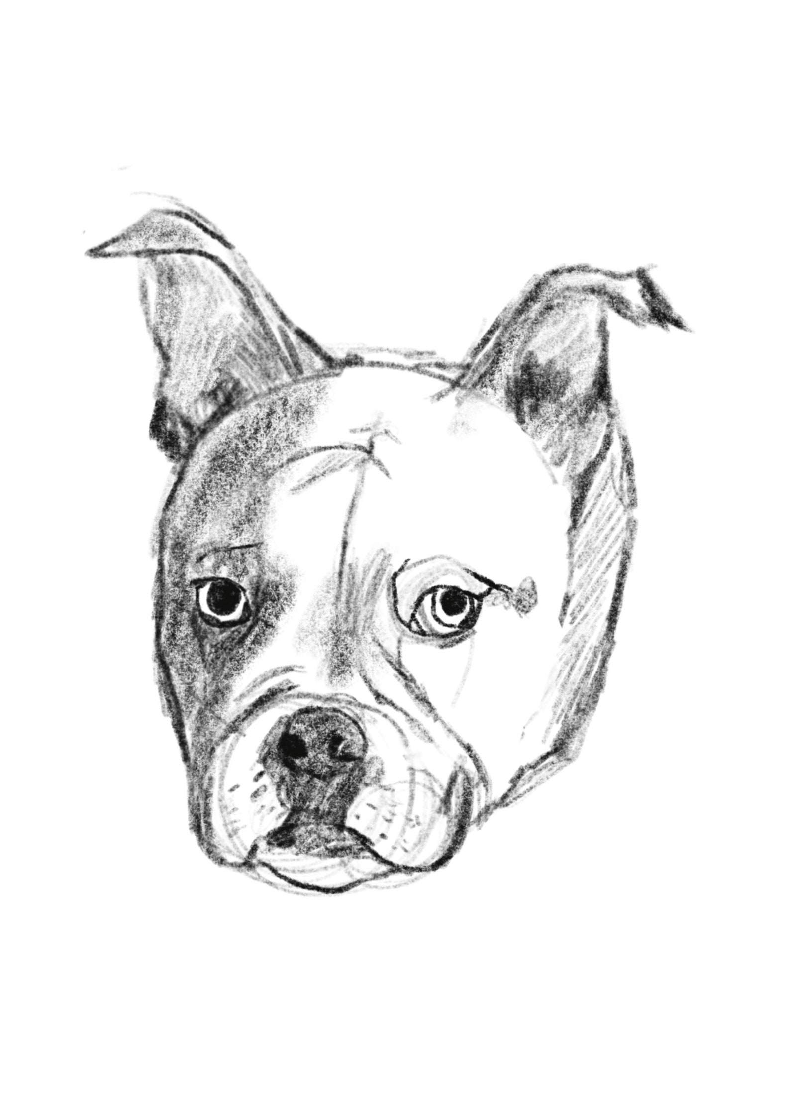 Custom Dog Sketch - Etsy