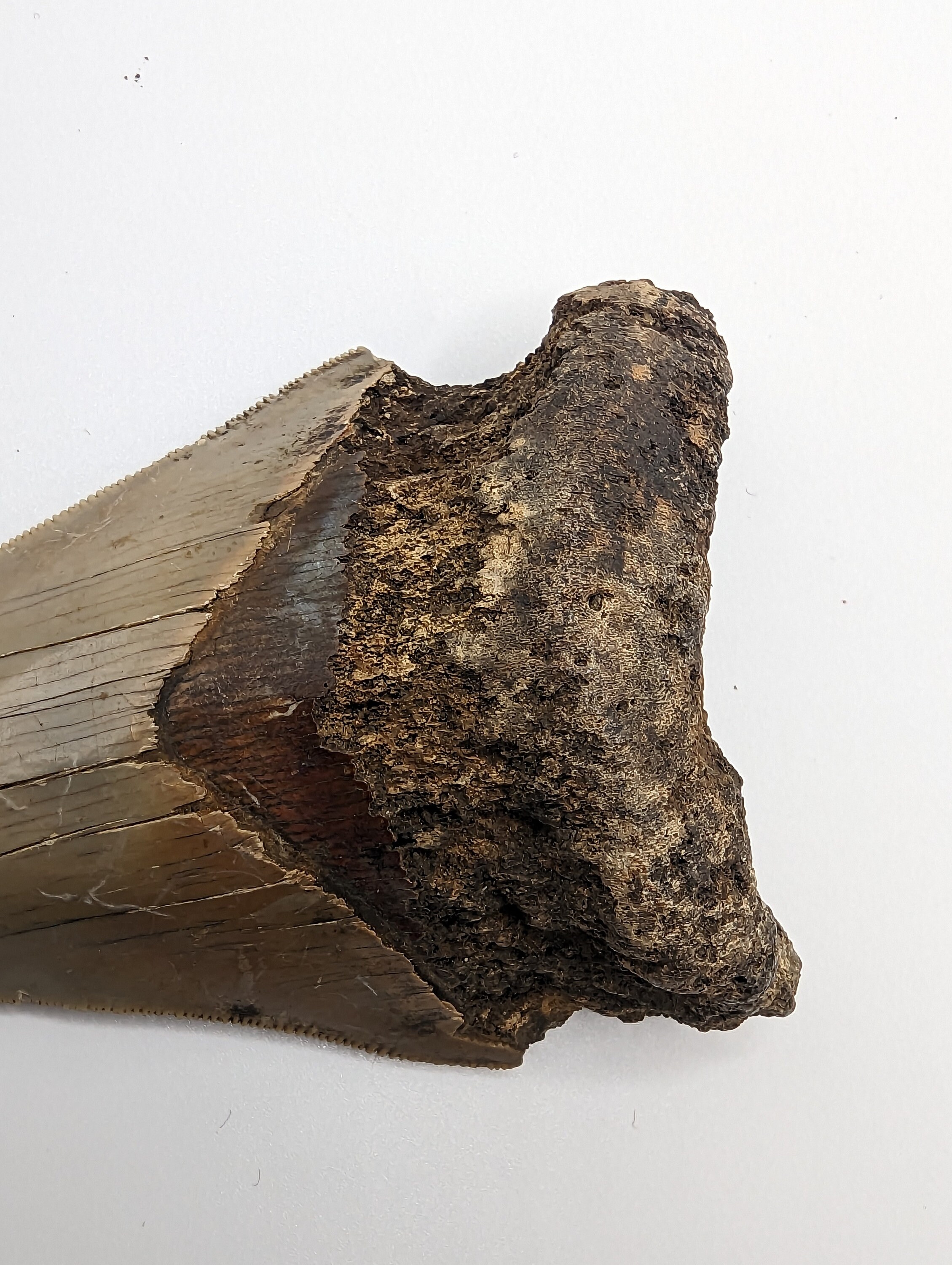 Megalodon Shark Tooth Fossil 4 Meg Tooth W/ Display Stand - Etsy