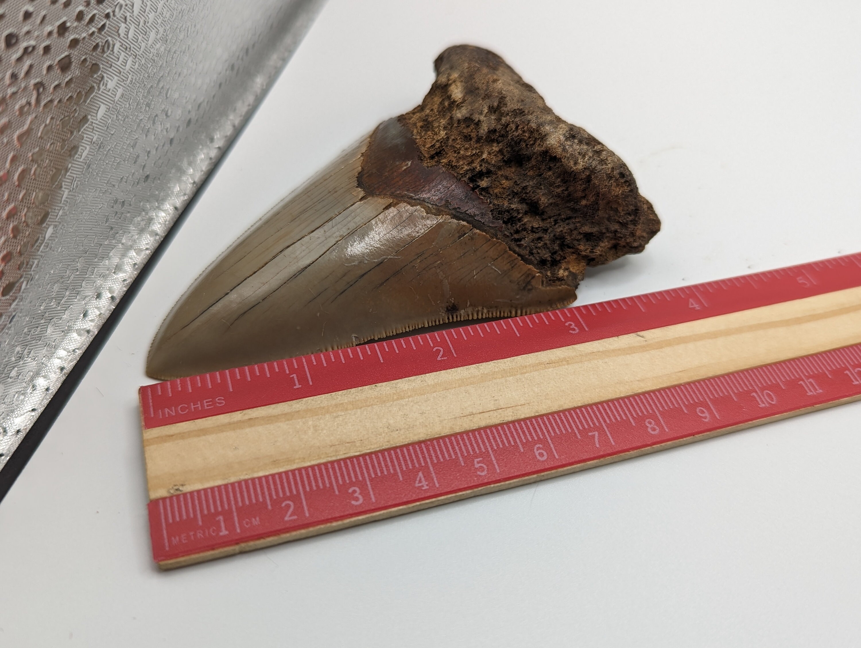 Megalodon Shark Tooth Fossil 4 Meg Tooth W/ Display Stand - Etsy