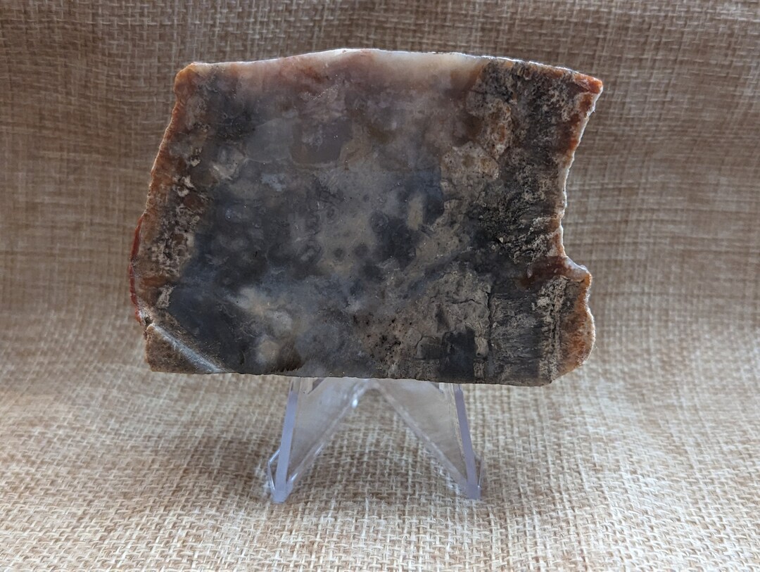 Coprolite Dinosaur Fossil Display Slab, AKA Dino Poo, Feces, Dookie ...