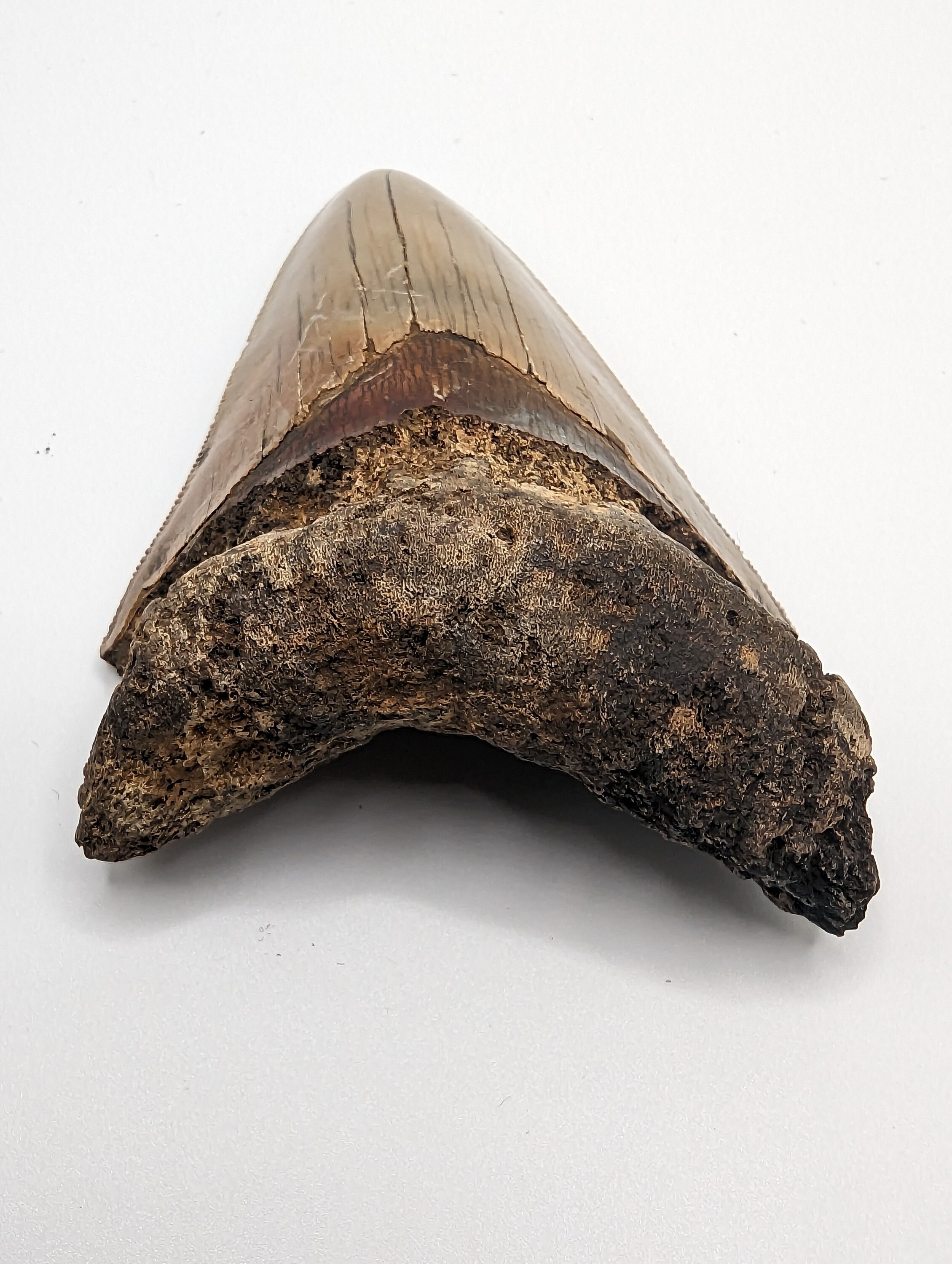 Megalodon Shark Tooth Fossil 4 Meg Tooth W/ Display Stand - Etsy