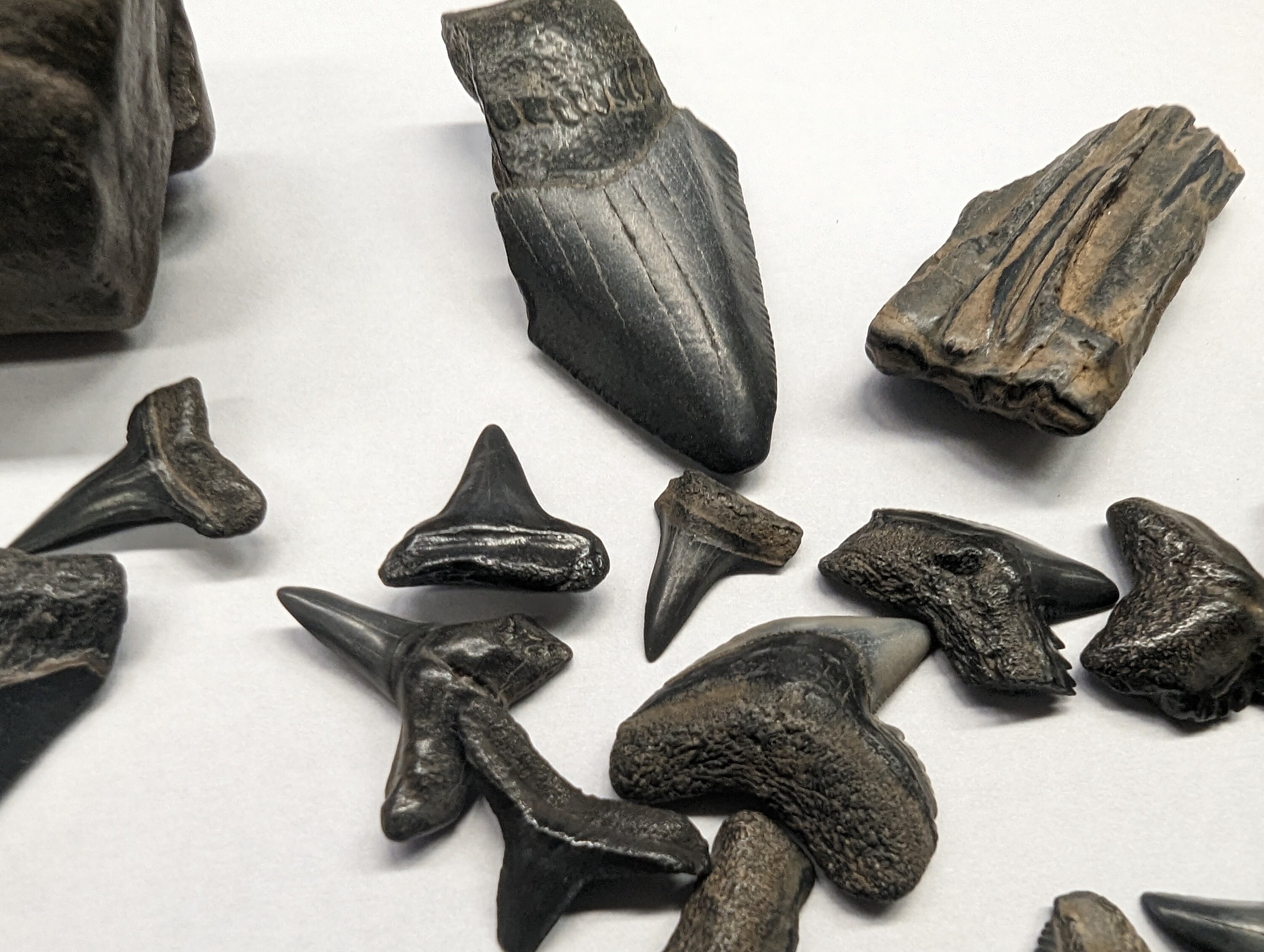 Peace River Bone Valley Fossil Collection 50 Various Shark - Etsy