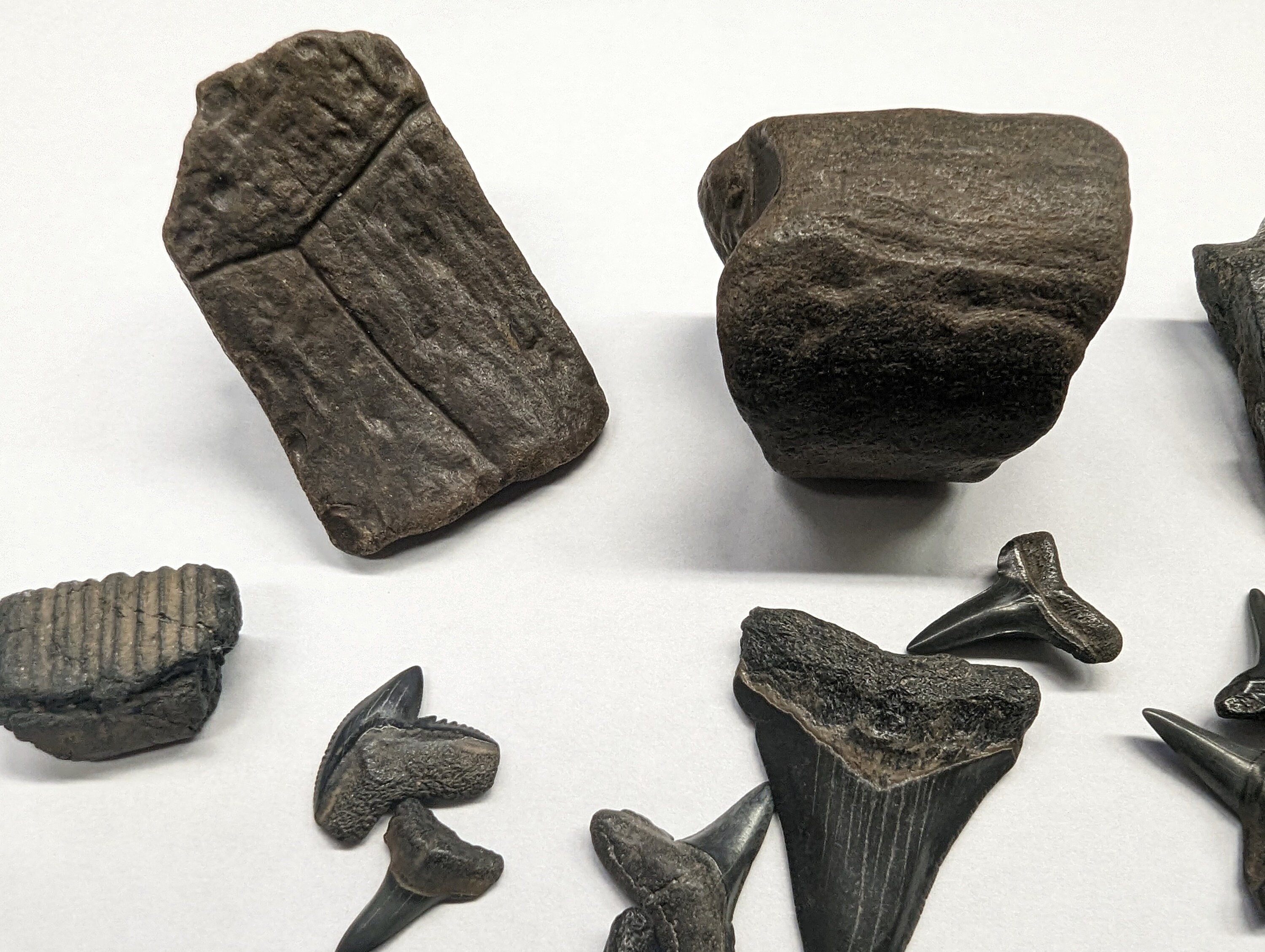 Peace River Bone Valley Fossil Collection 50 Various Shark - Etsy