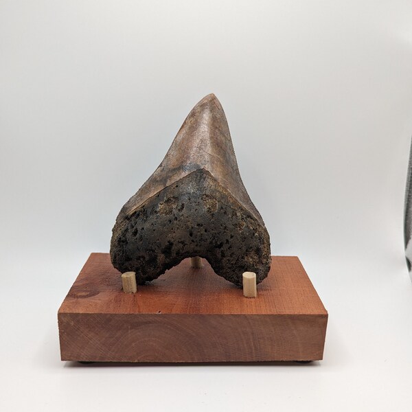 Megalodon Tooth Display Stand - Etsy