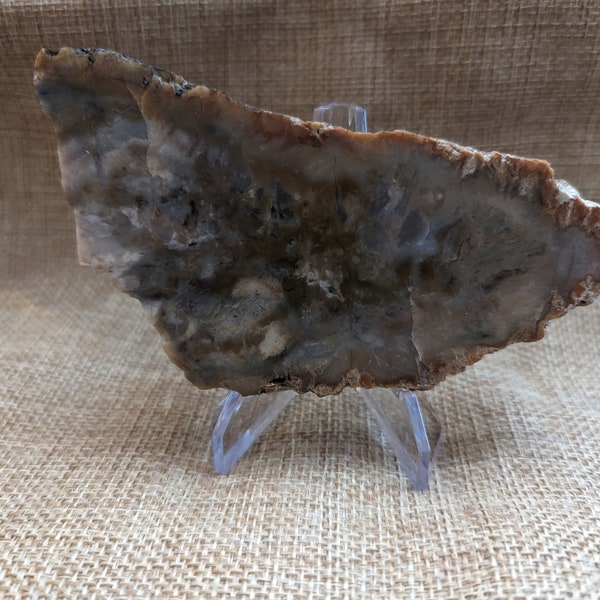 Coprolite - Etsy