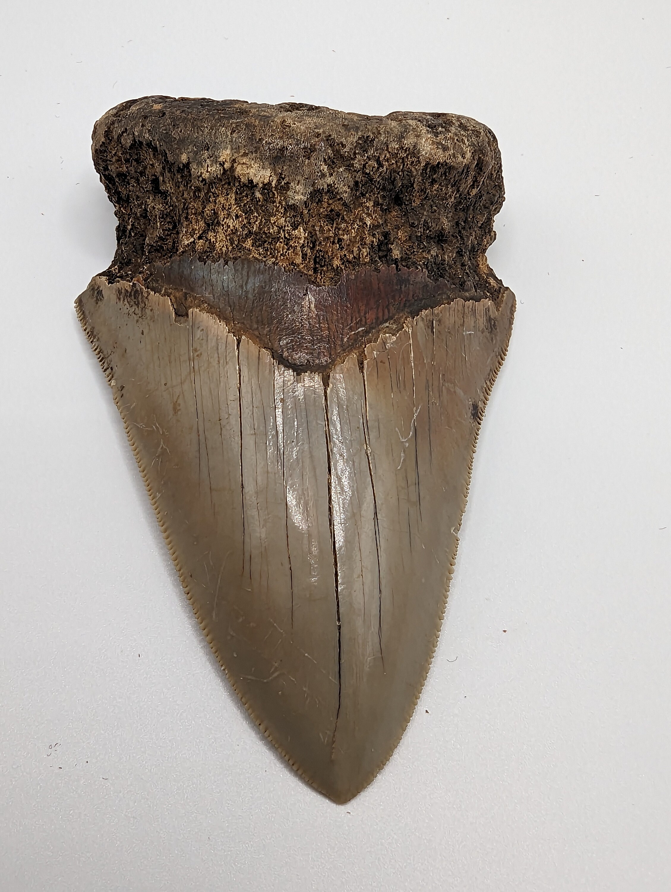 Megalodon Shark Tooth Fossil 4 Meg Tooth W/ Display Stand - Etsy