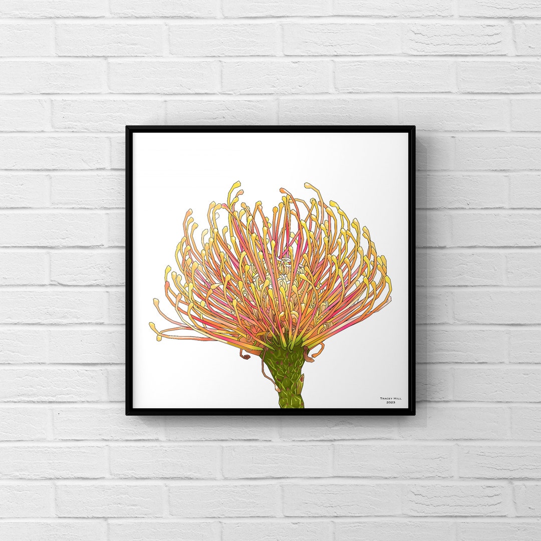 Pincushion Printable Design, Table Mountain Flowers, Pincushion Protea ...