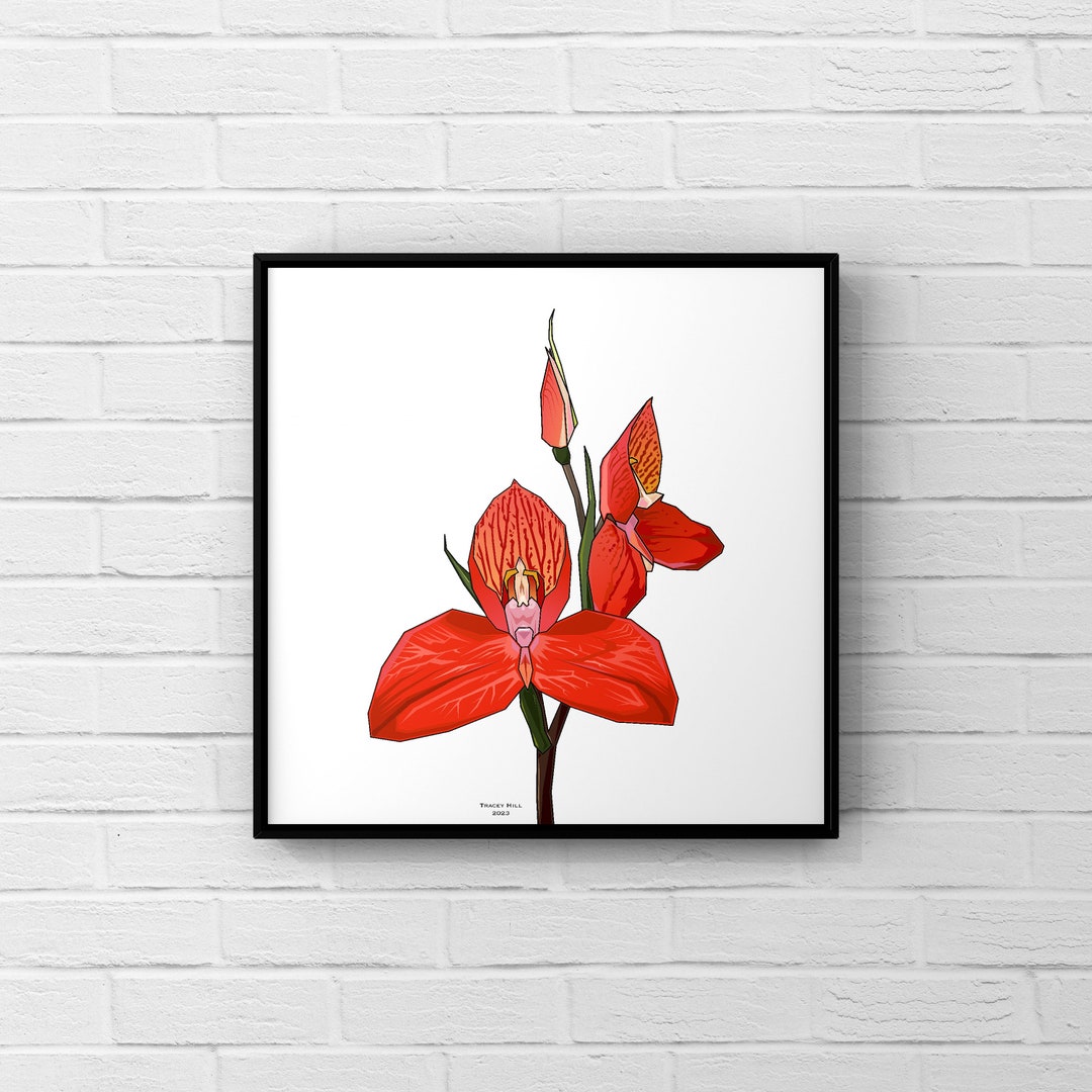 Disa Uniflora Red Printable Design, Table Mountain Flower, Red Orchid ...