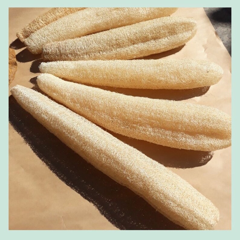 Big Size Natural Loofah for Handmade Craft - Etsy