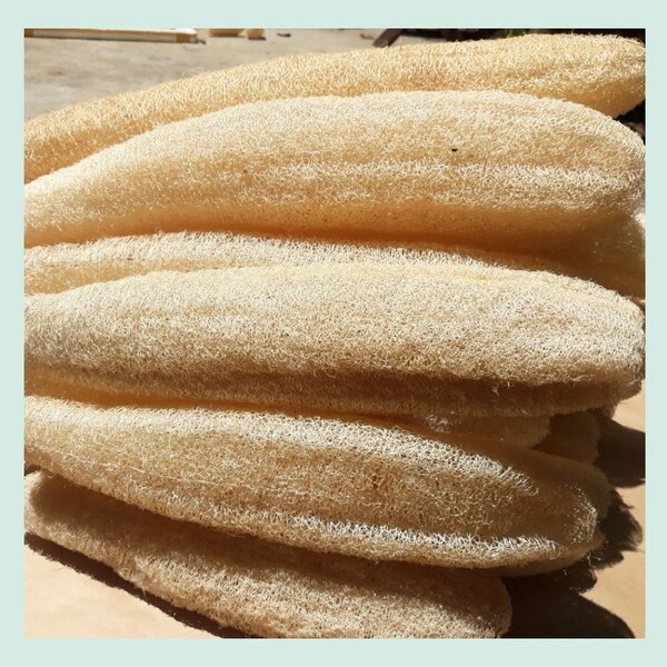 Luffa Sponge - Etsy