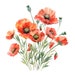 Watercolor Poppy Flowers Clipart: Scrapbook Paper Craft (digital ...