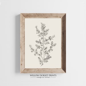 Antique Juniper Branch Sketch Instant Download Pine Tree Drawing ...