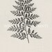 Fern Leaf Engraving Printable Vintage Art Fern Leaves - Etsy