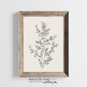 Antique Juniper Branch Sketch | Instant Download | Pine Tree Drawing ...