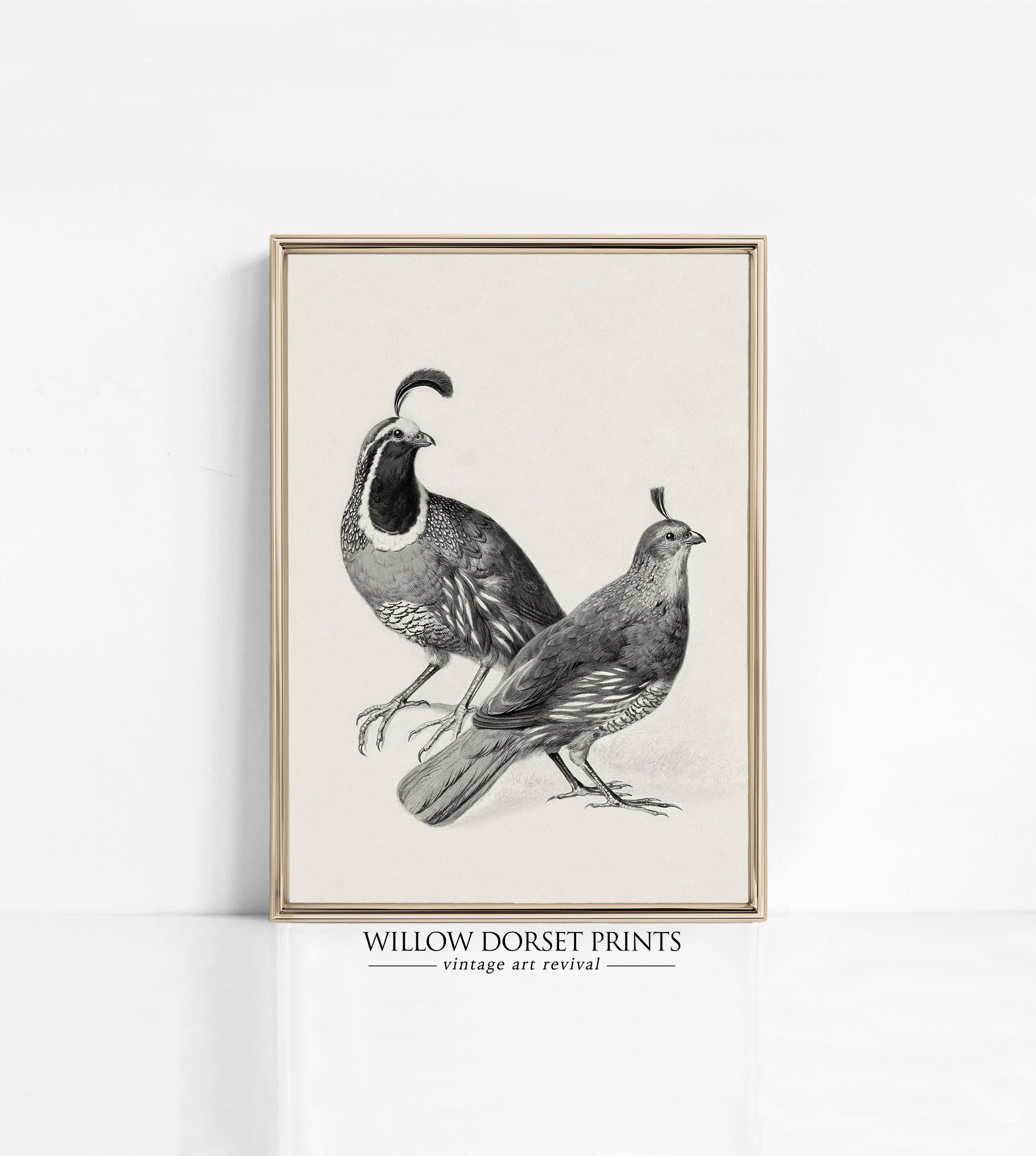 Quail Print Printable Vintage Art Gambel's Quail - Etsy