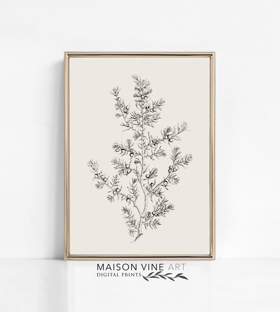 Antique Juniper Branch Sketch | Instant Download | Pine Tree Drawing ...