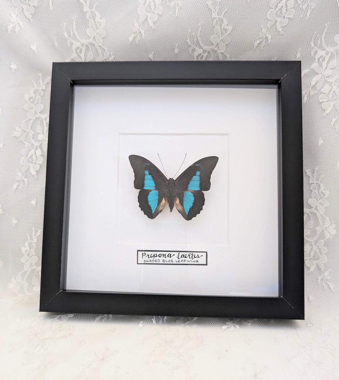 Shaded Blue Leafwing, Real Blue, Brown, and Black Butterfly, Framed - Etsy