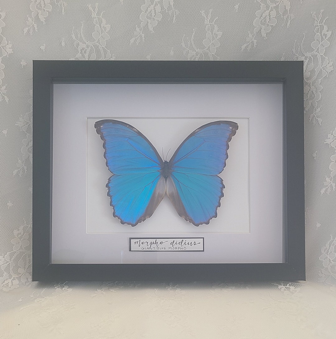 Morpho Didius Real Bright Blue Butterfly Framed - Etsy