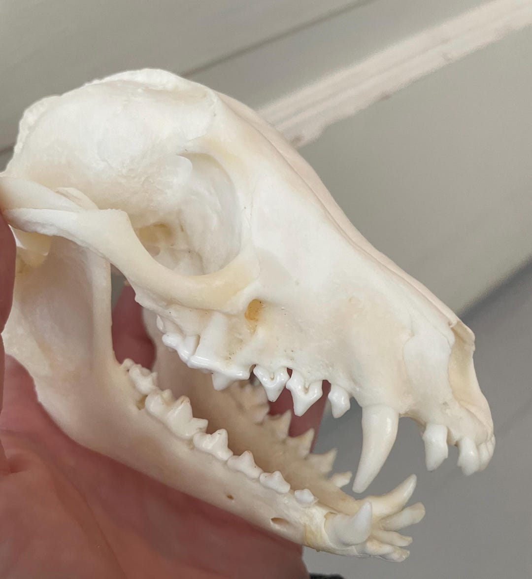Real Fox Skull - Etsy