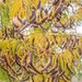 Honey Locust Tree Sapling, Honey Locust Live Plant, Honey Locust, Live ...
