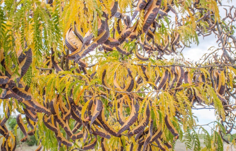 Honey Locust Tree Sapling, Honey Locust Live Plant, Honey Locust, Live ...