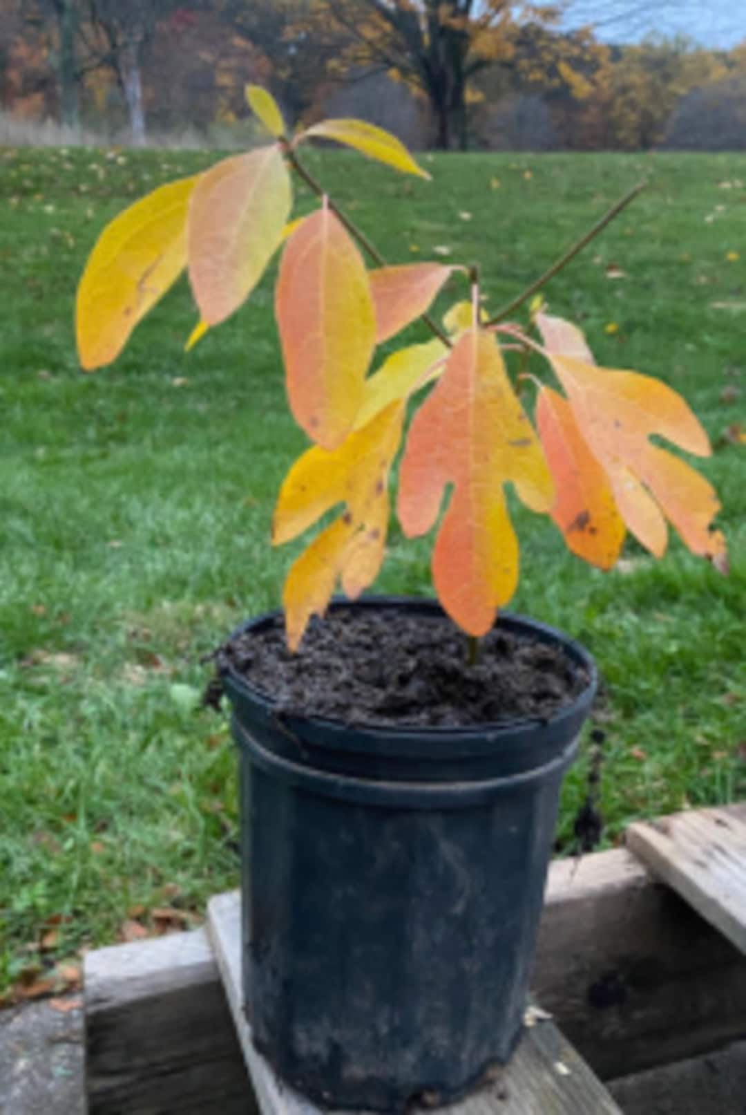 Sassafras Tree Sapling - Etsy