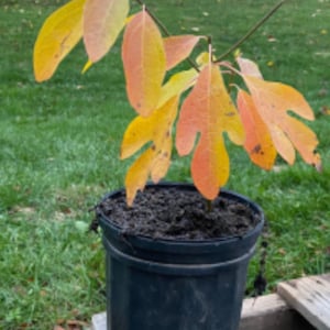 Sassafras Tree Sapling - Etsy