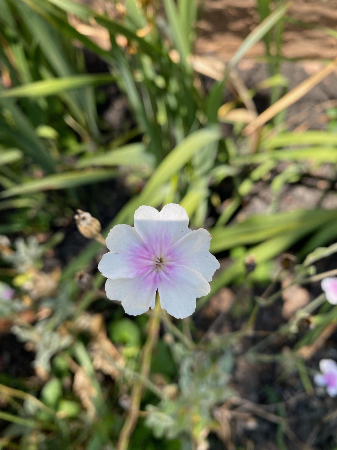 White Rose Champion~perennial, White Flower, Drought Tolerant,easy to ...