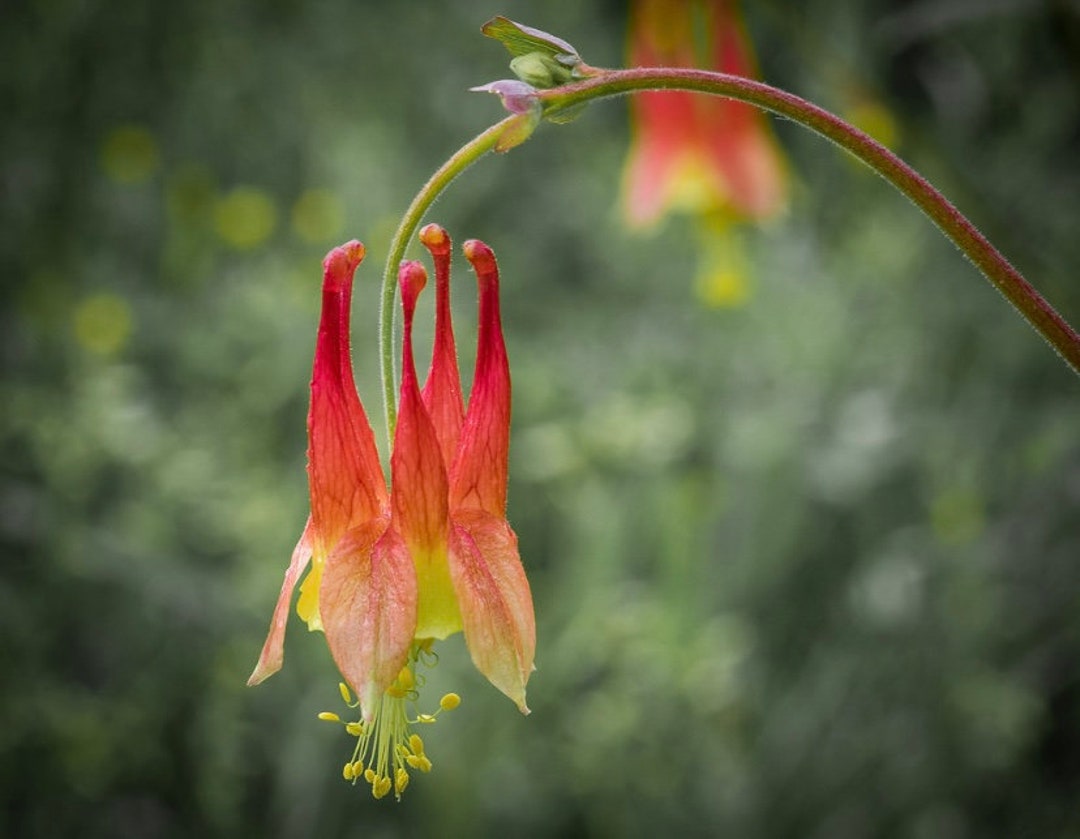 Eastern Columbine Seeds- Canadensis Seeds, Pollinator Seeds, Wildflower ...