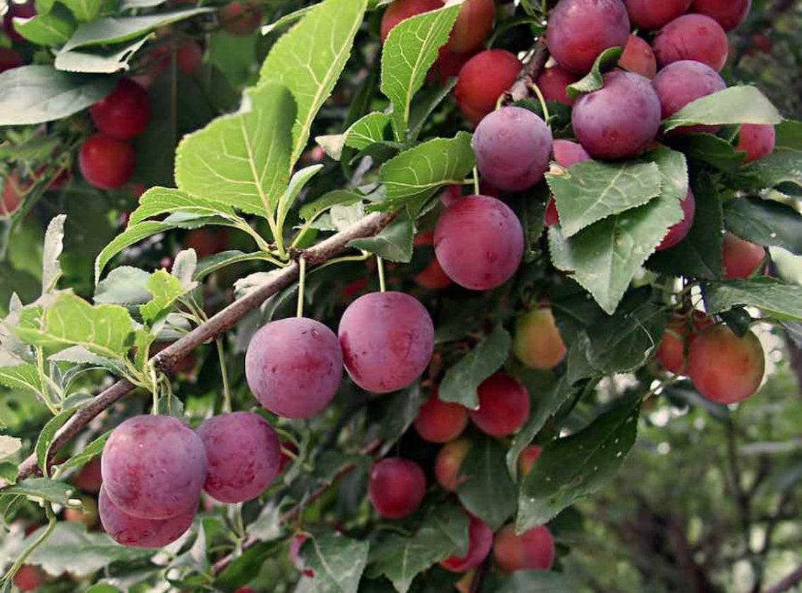 Chickasaw Plum Tree Sapling, Plum Tree, Chickasaw Plum, Tree Sapling ...